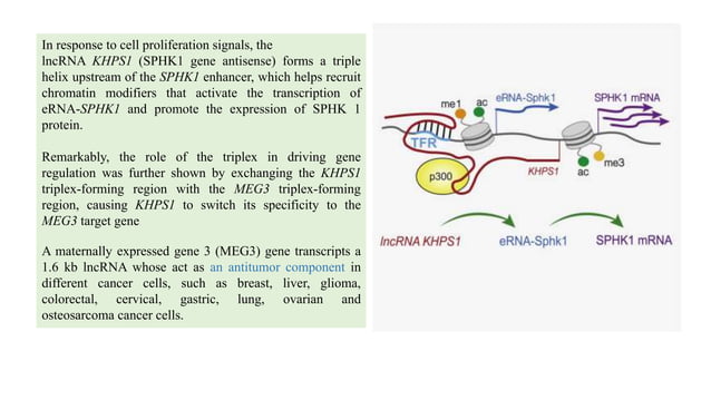 LncRNA and chromatin regulation | PPT