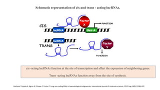 LncRNA and chromatin regulation | PPT