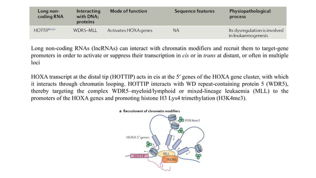 LncRNA and chromatin regulation | PPT