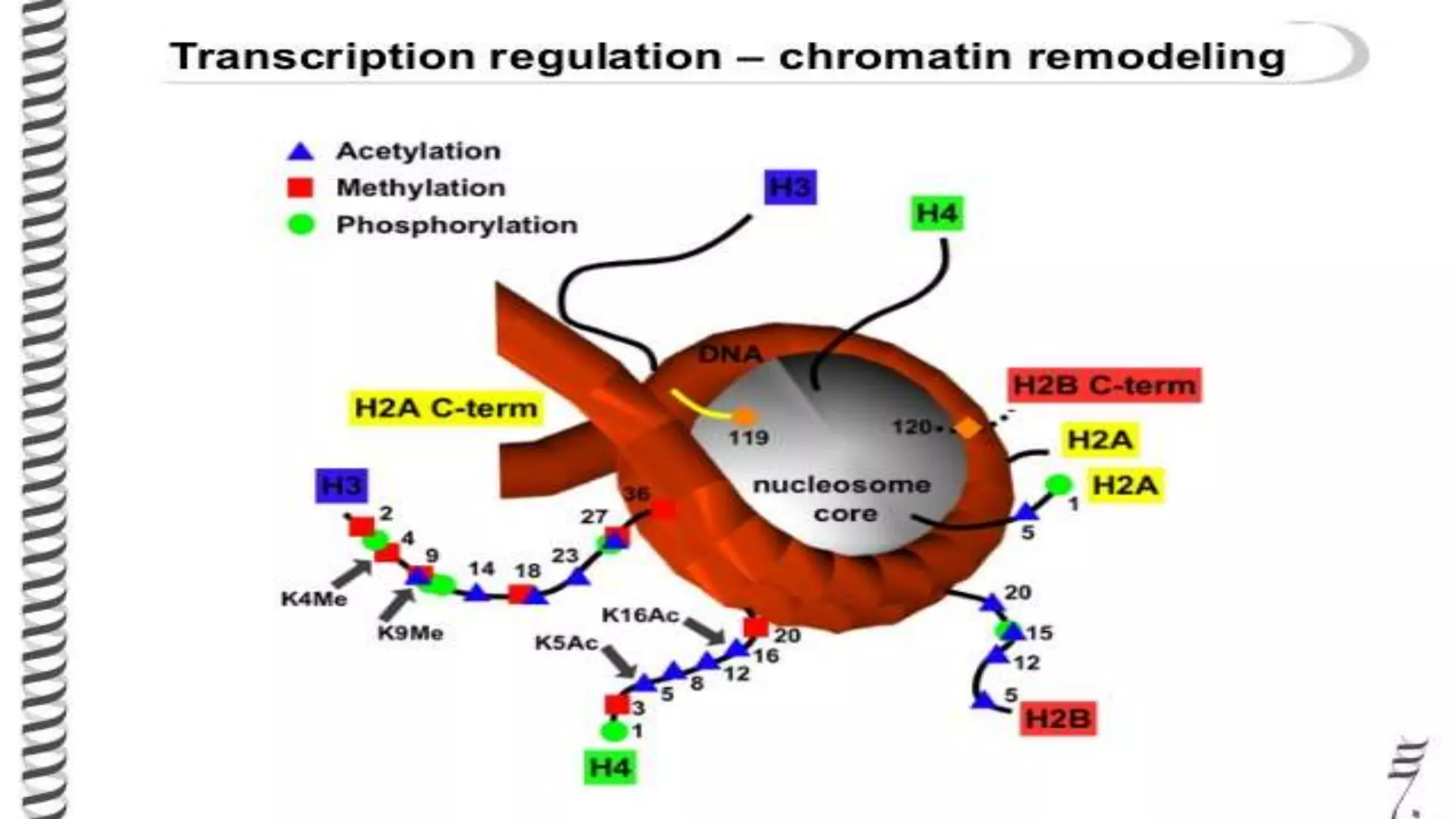 Chromatin remodeling | PPTX
