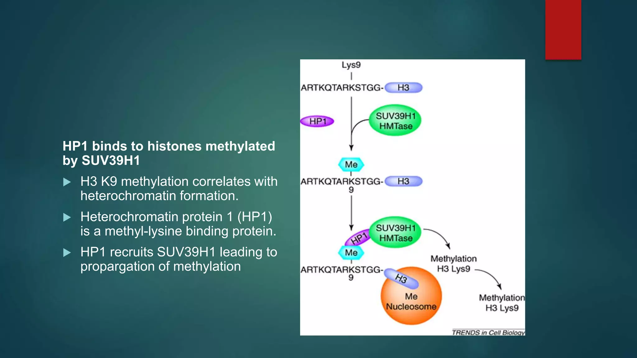 Chromatin remodeling | PPTX