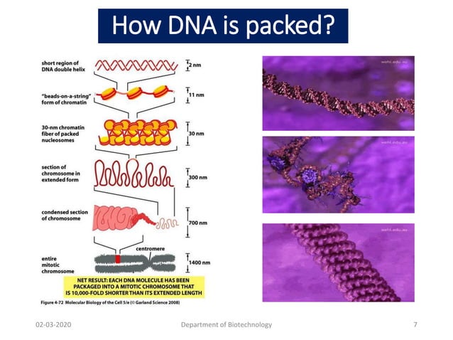 Chromatin remodeling and plant stress | PPT