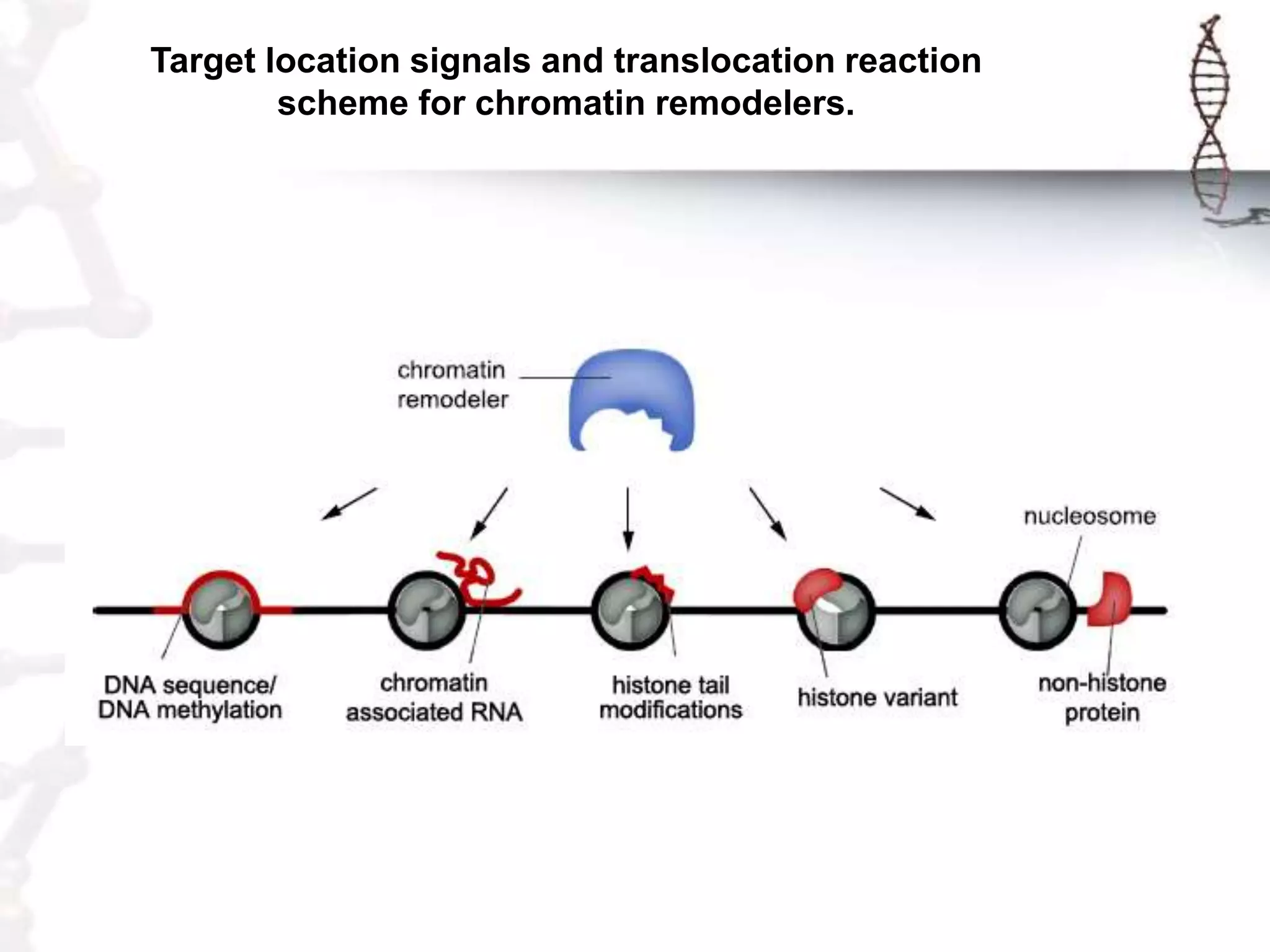 Chromatin remodeling | PPTX
