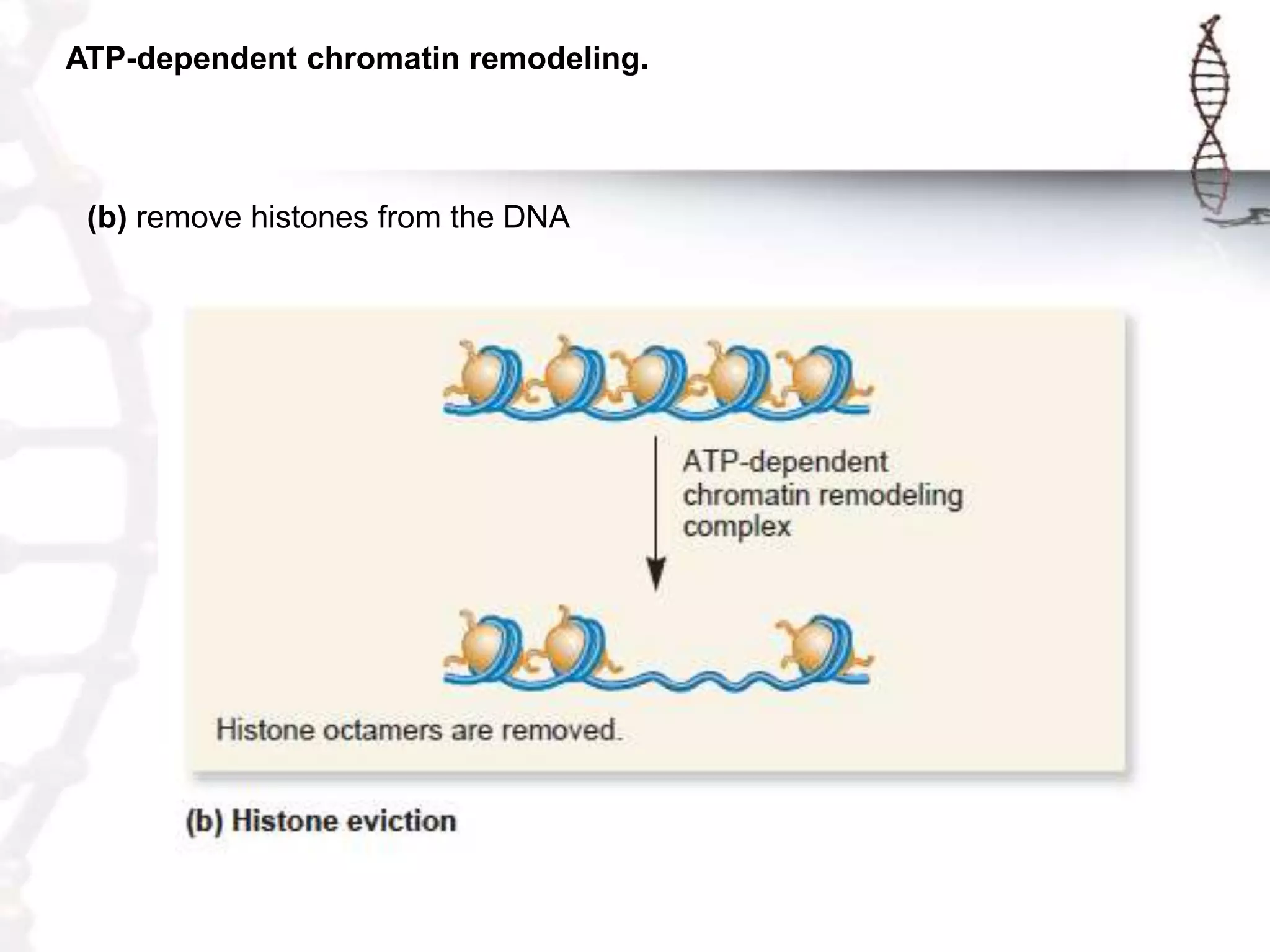 Chromatin remodeling | PPTX