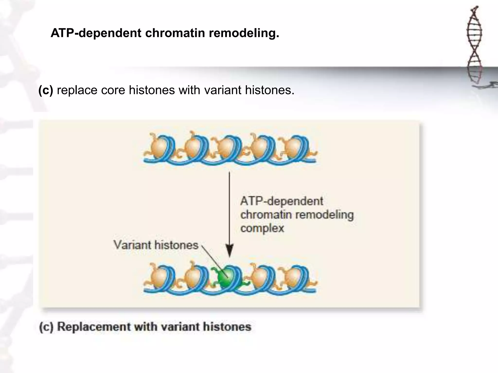 Chromatin remodeling | PPTX