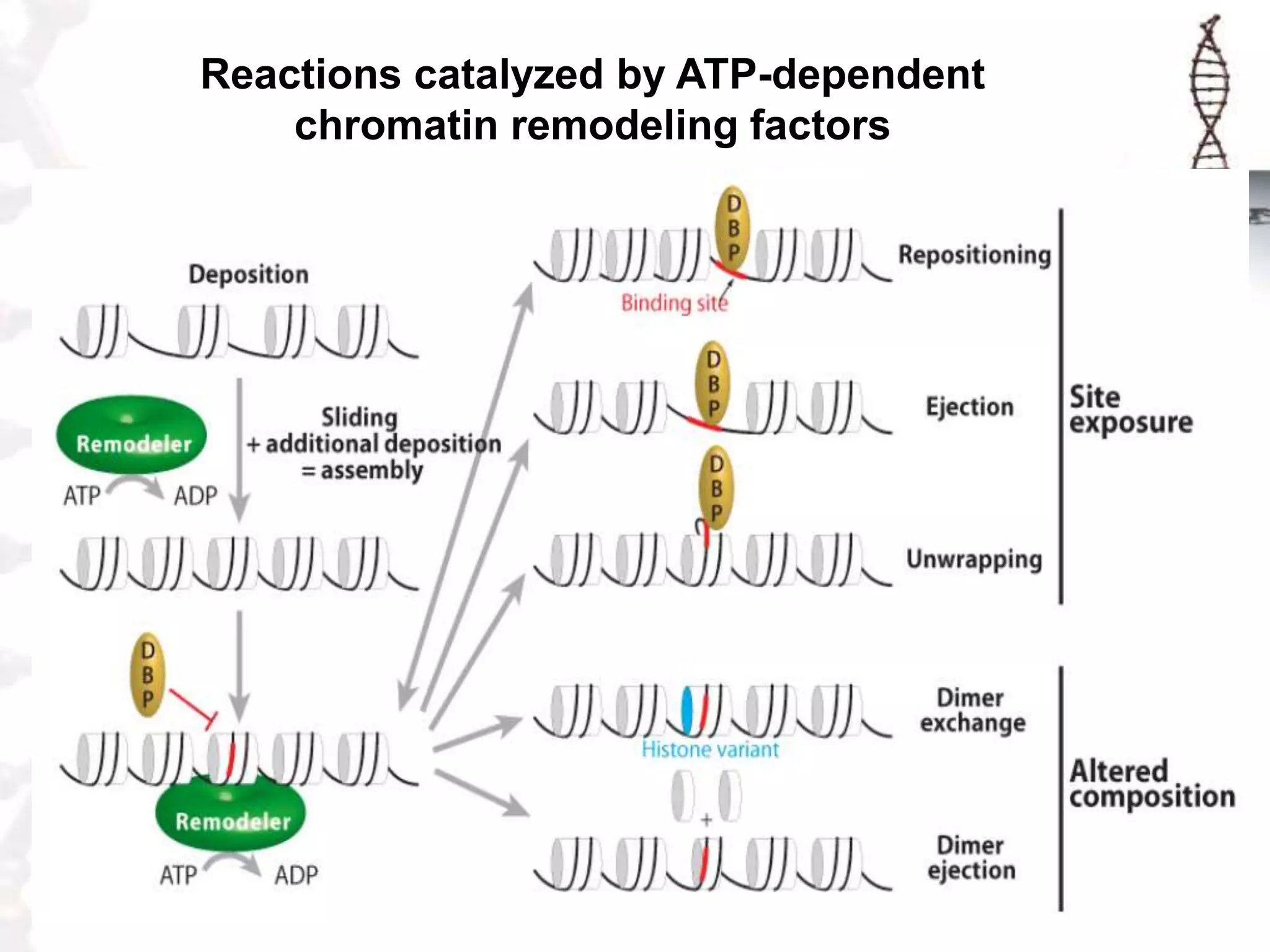 Chromatin remodeling | PPTX