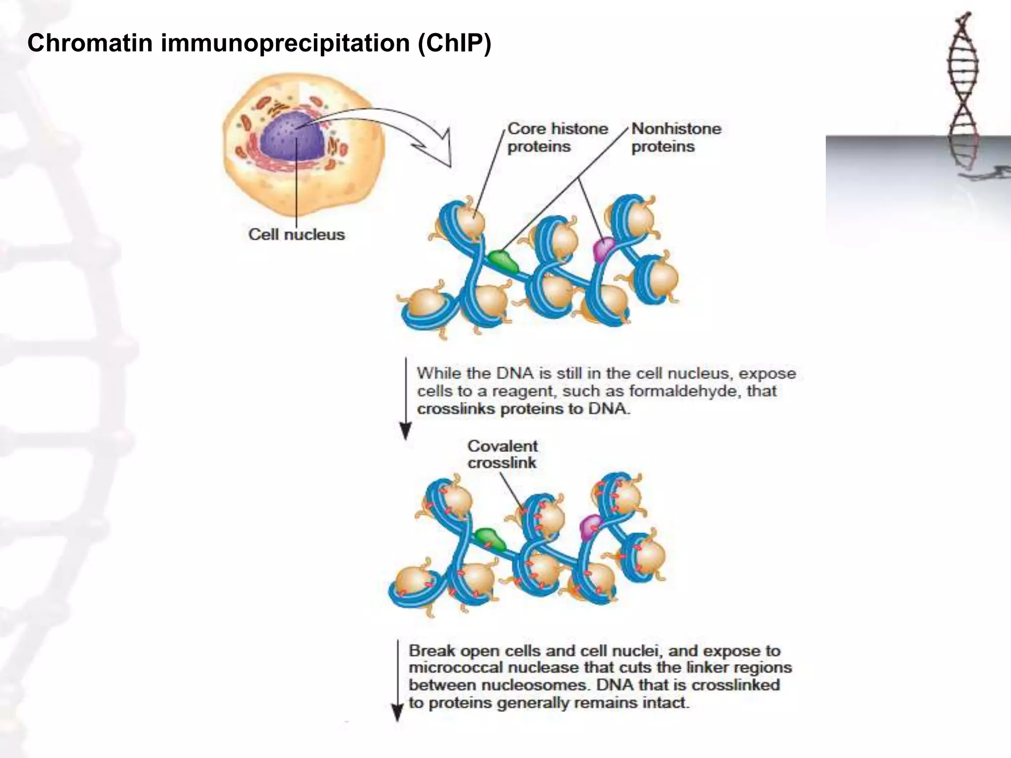 Chromatin remodeling | PPTX