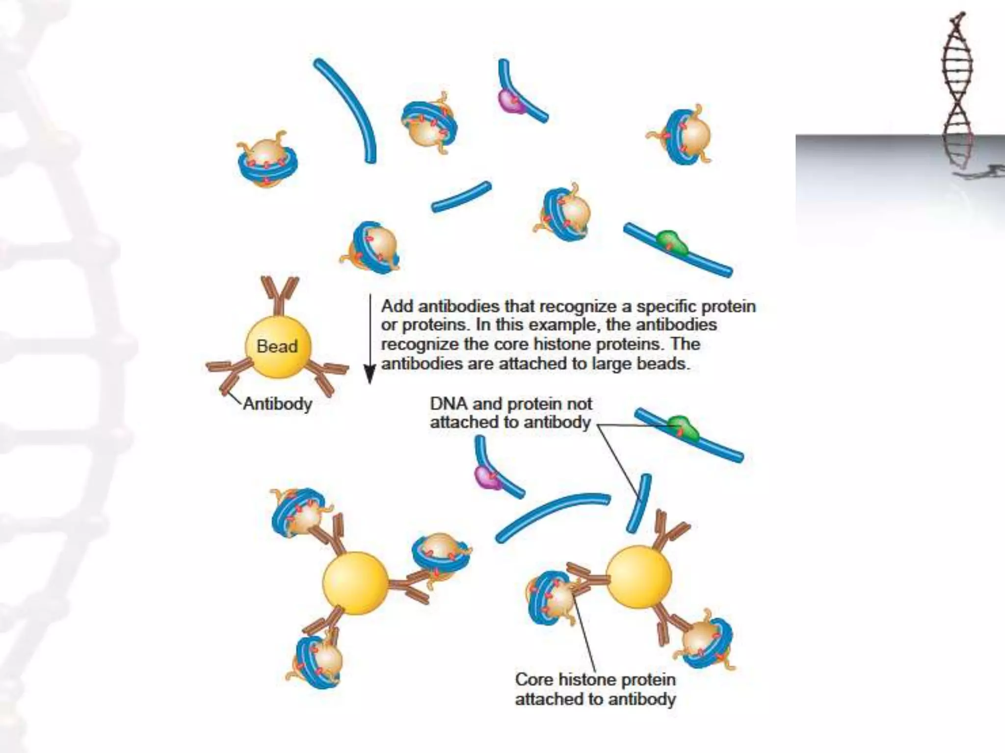 Chromatin remodeling | PPTX