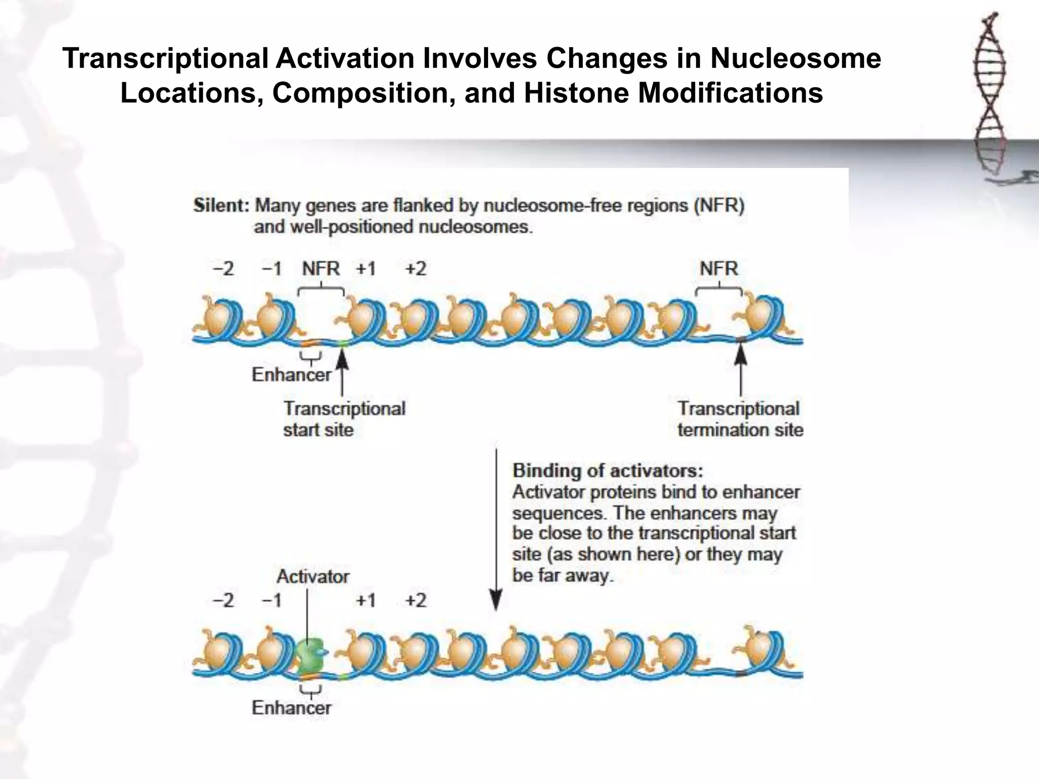 Chromatin remodeling | PPTX
