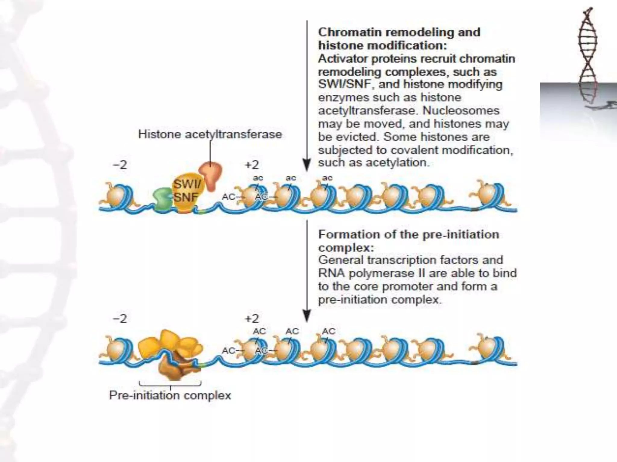 Chromatin remodeling | PPTX