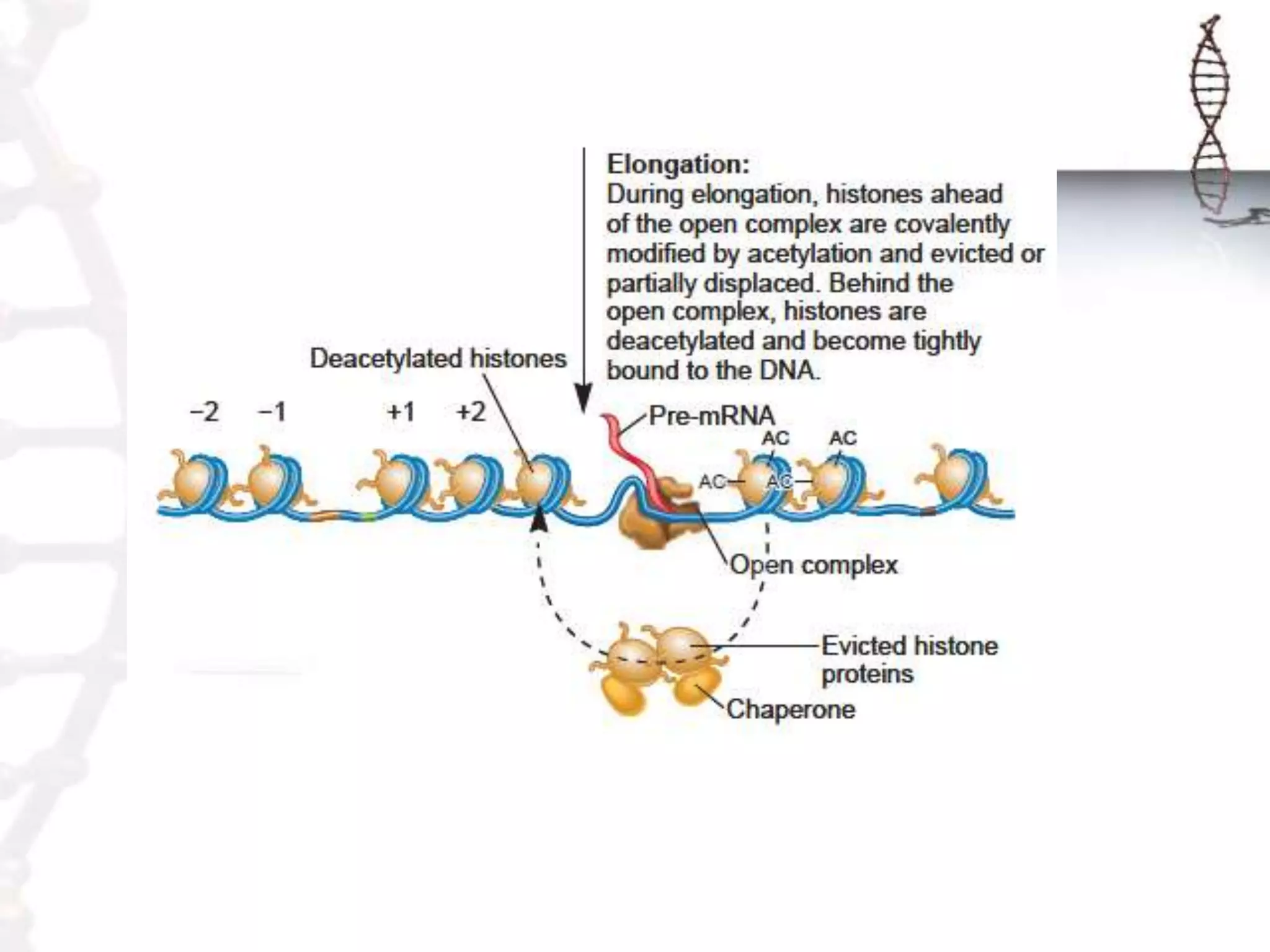 Chromatin remodeling | PPTX