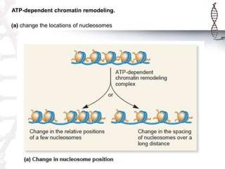 Chromatin remodeling | PPTX