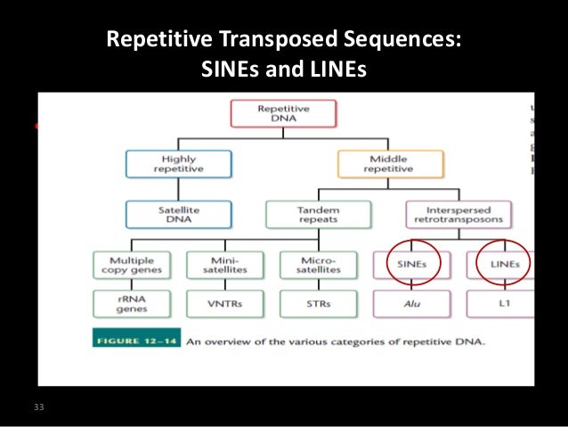Chromatin structure "DNA+CHROMOSOME"