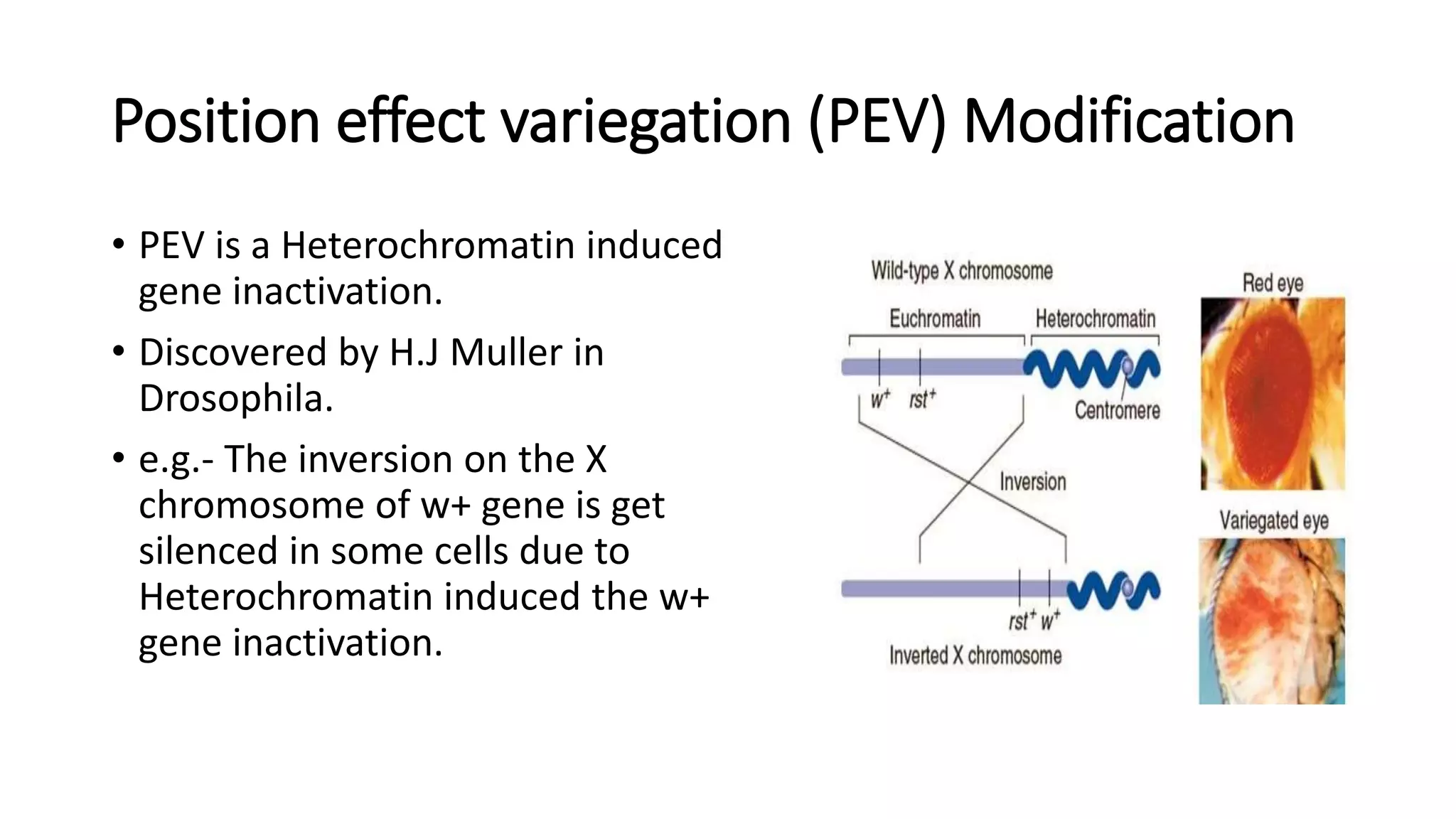 Chromatin structure | PPTX