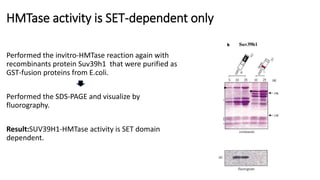 Chromatin structure | PPT