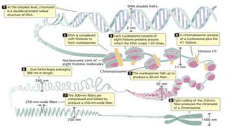 Chromatin structure | PPTX