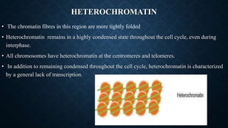 chromatinstructure-180422081959 2.pdf