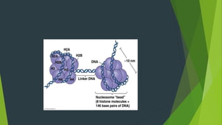 Chromatin structure | PPTX