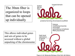 Chromatin Structure2015.ppt