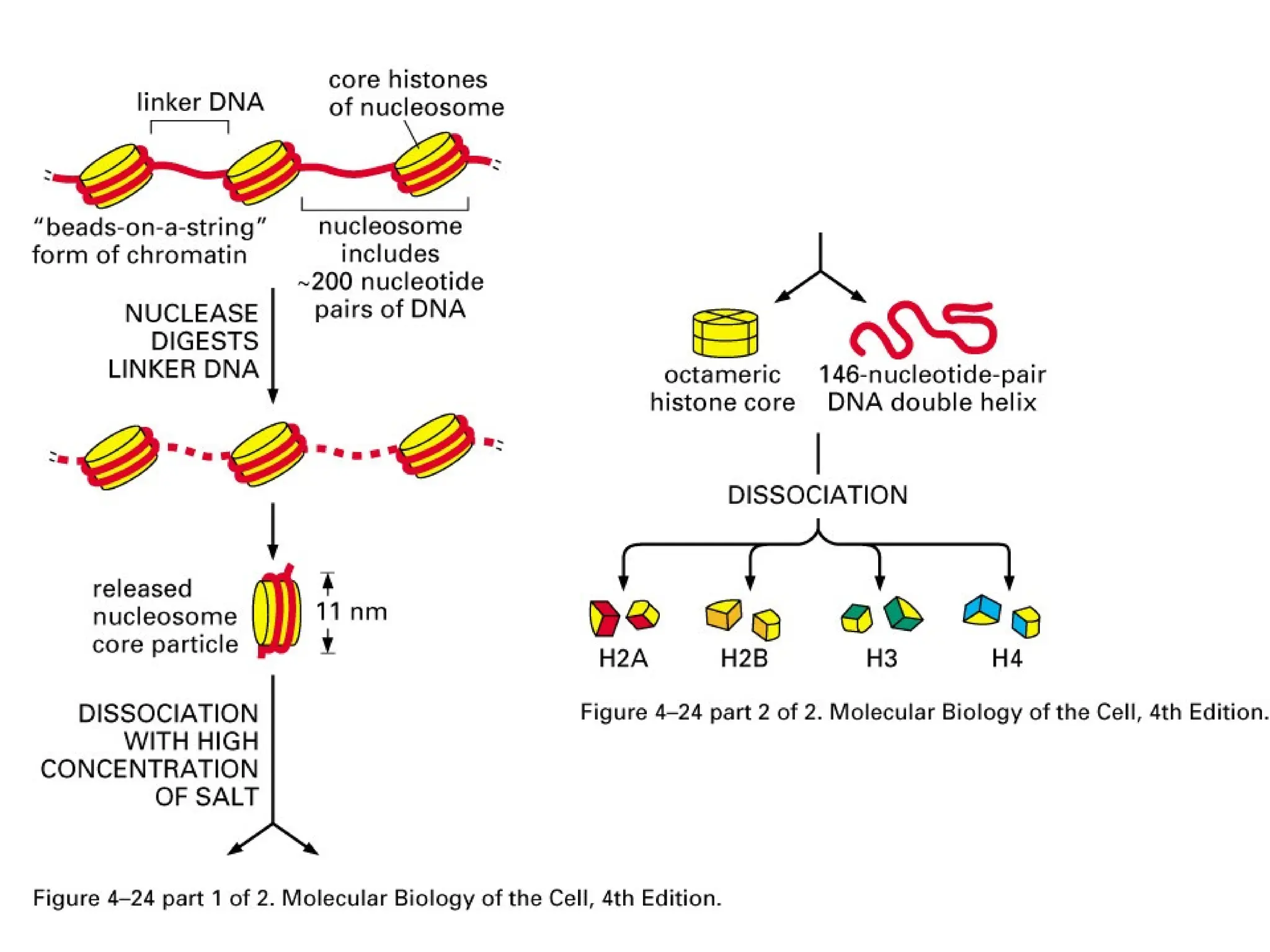 Chromatin Structure And Functionpresentation Ppt