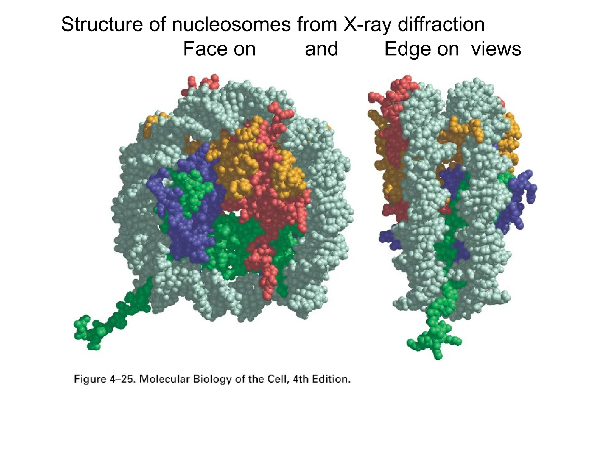 Chromatin structure and function.presentation | PPT