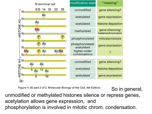 Chromatin Structure And Functionpresentation Ppt
