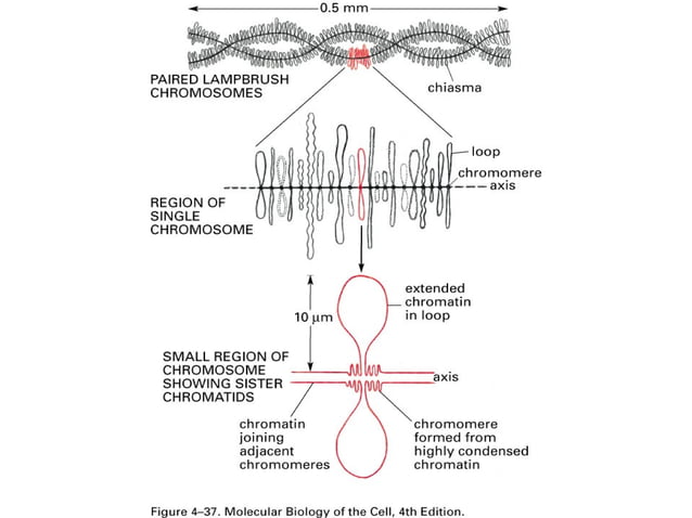Chromatin structure and function.presentation | PPT