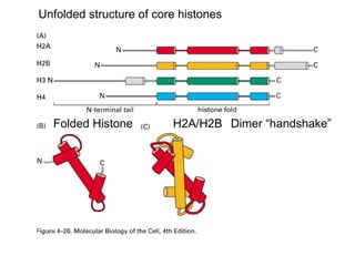 Chromatin structure and function.presentation | PPT