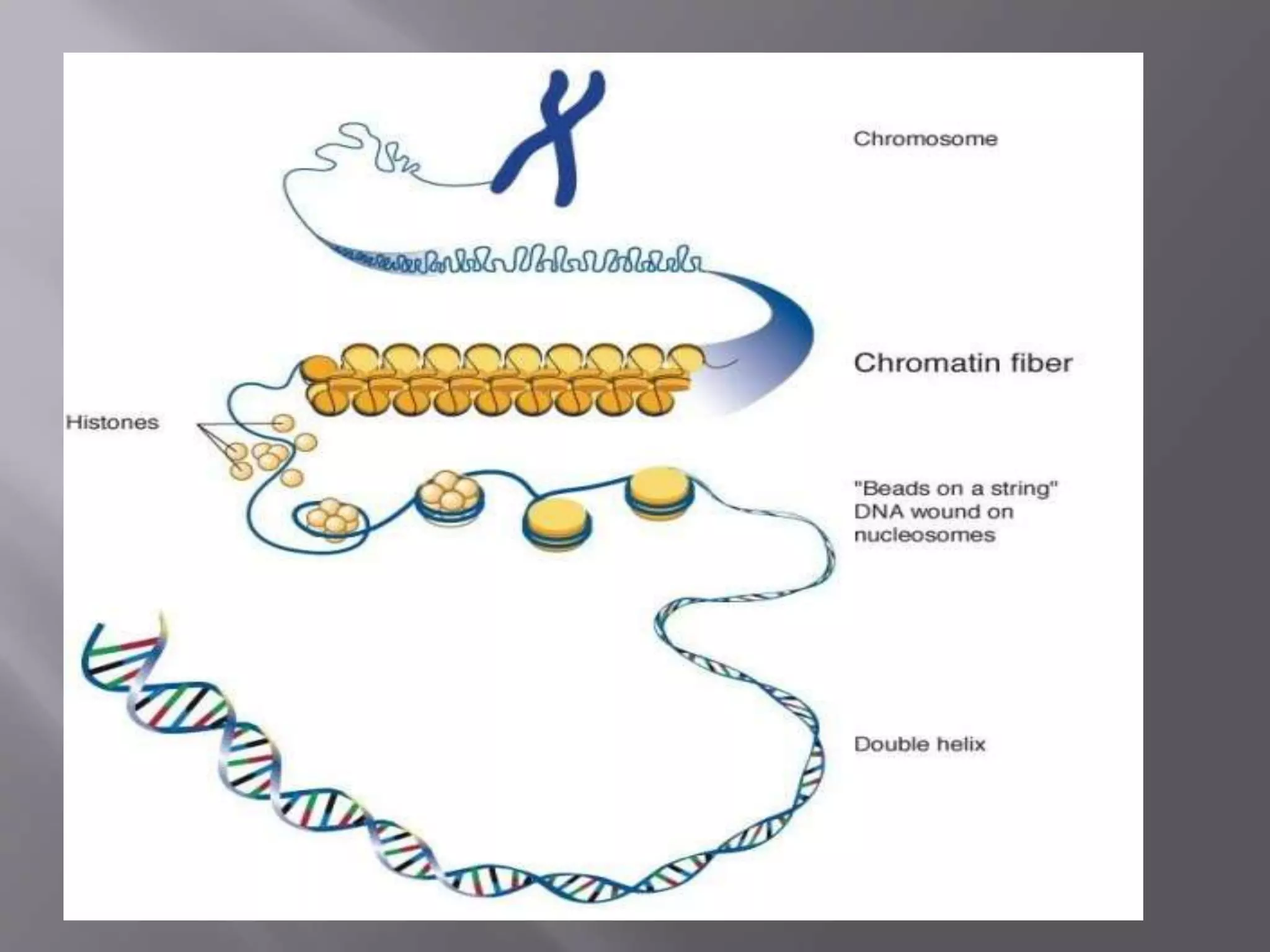 Chromatin structure and organization | PPTX
