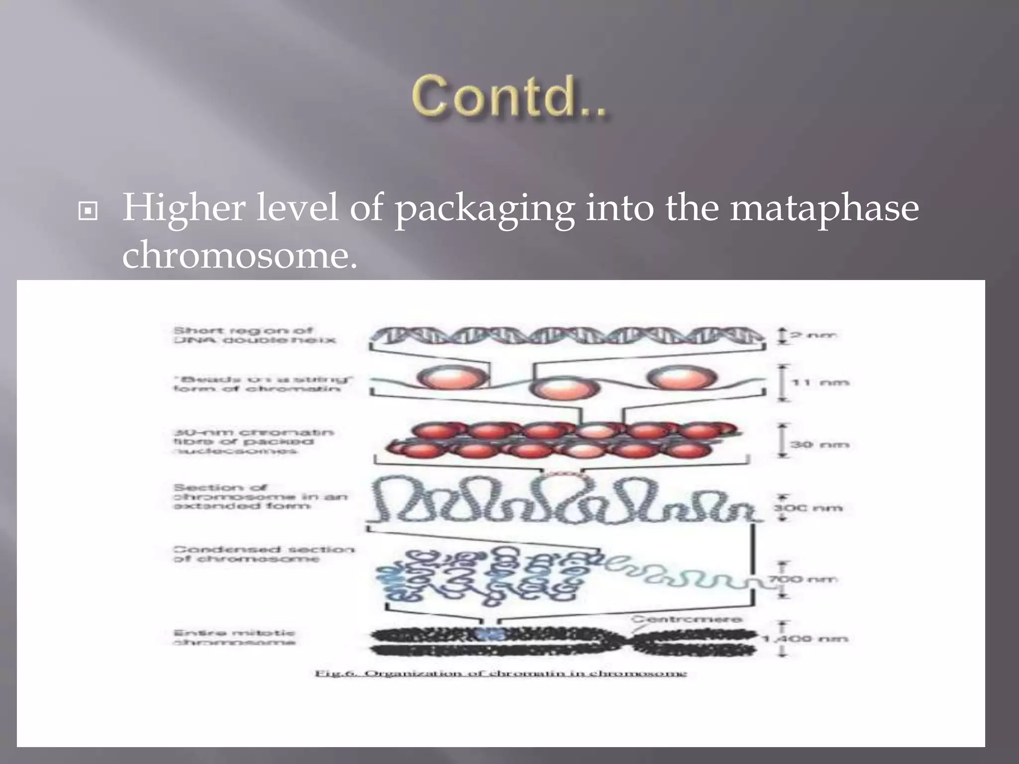 Chromatin structure and organization | PPTX