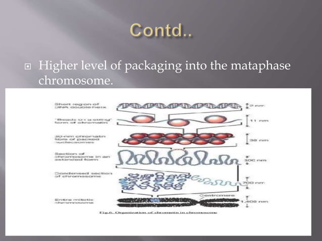 Chromatin structure and organization | PPTX