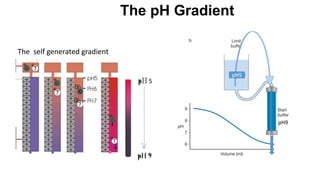 Chromatofocusing | PPTX