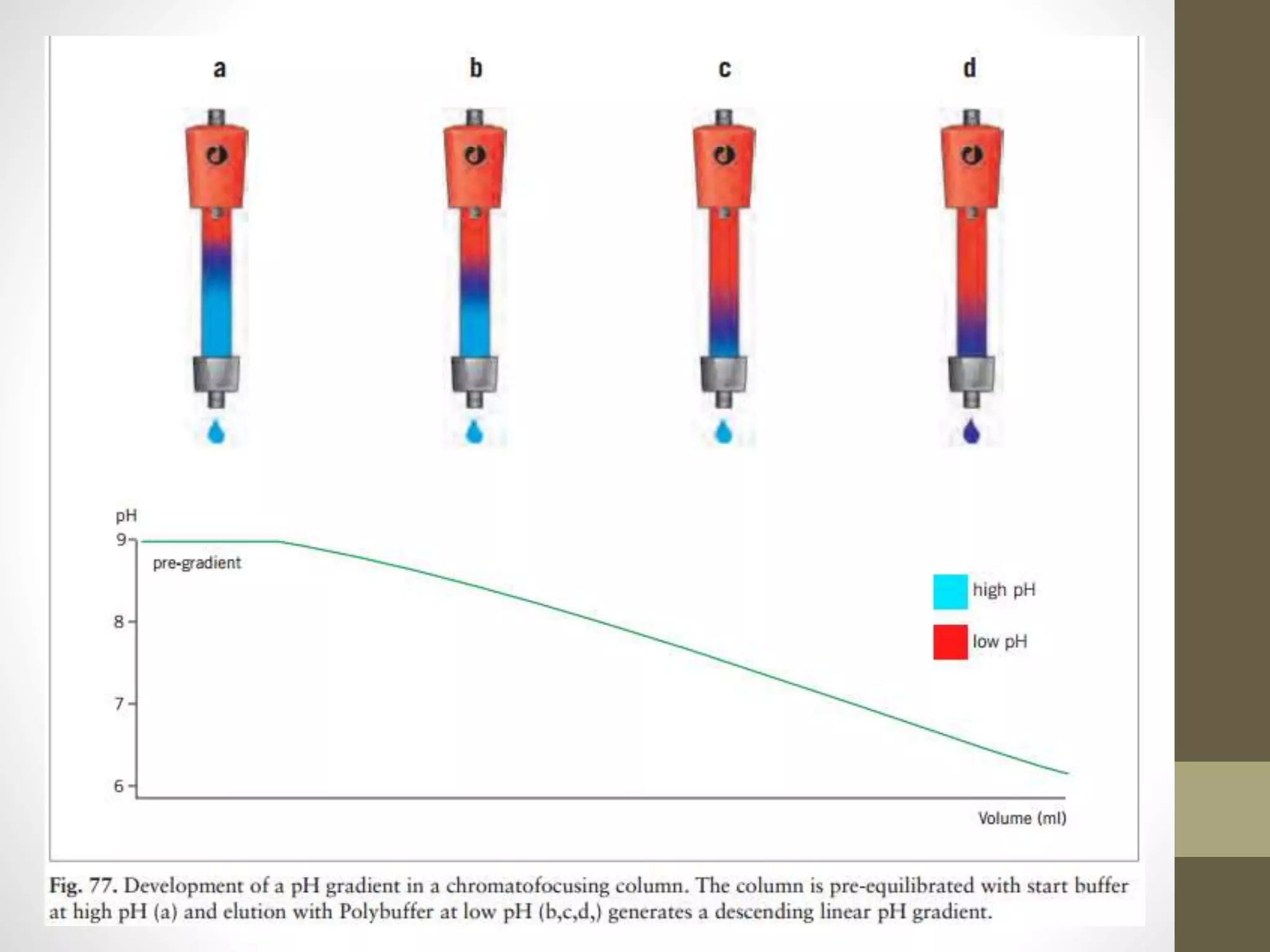 Chromatofocusing | PPTX