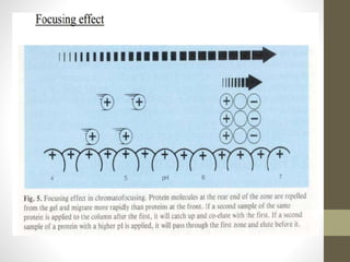 Chromatofocusing | PPTX