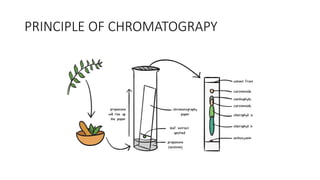 chromatography.pptx