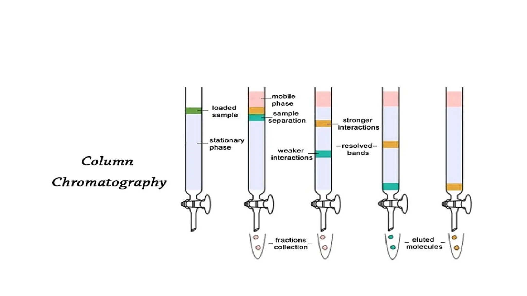 Introduction to chromatography. Adsorption and partition column ...