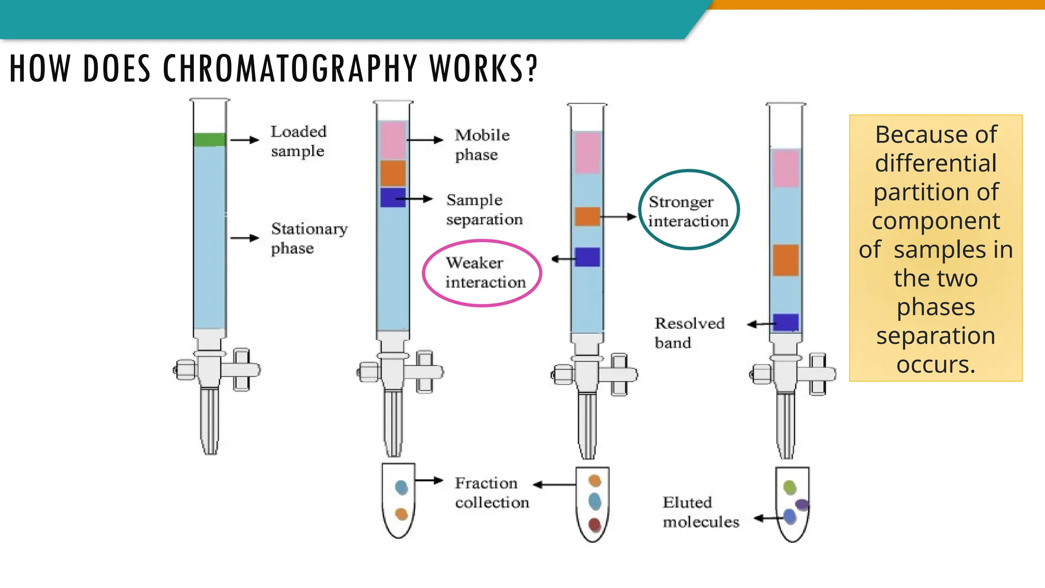 chromatography principle and procedure^^.pptx