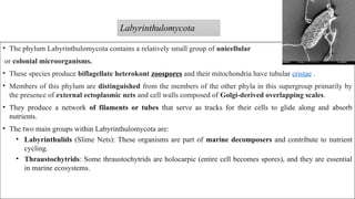Chromista, fungal classification in pathology.pptx