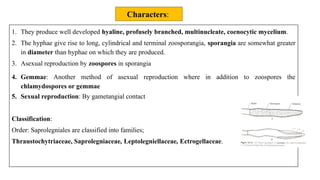 Chromista, fungal classification in pathology.pptx