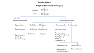 Chromista, fungal classification in pathology.pptx