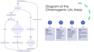 Chromogenic Limulus Amebocyte Lysate (LAL) Assay.pptx