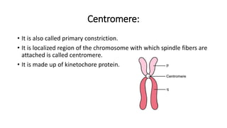 Chromosme, its structure and fuction.pptx