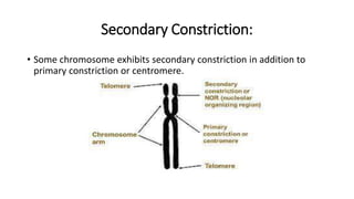 Chromosme, its structure and fuction.pptx