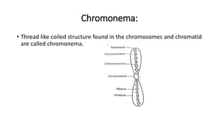 Chromosme, its structure and fuction.pptx