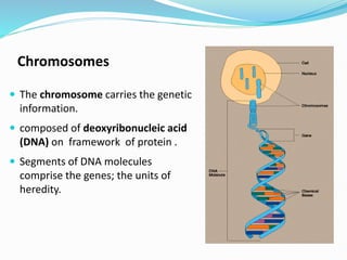 Chromosomal-Aberrations. | PPT