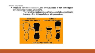 Chromosomal-aberrations.Chromosomal-aberrationspptx | PPT