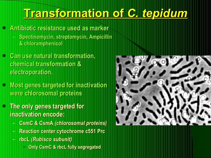 Chlorobium tepidum - Alchetron, The Free Social Encyclopedia