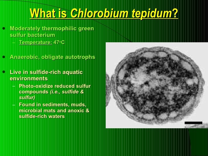 Chlorobium tepidum - Alchetron, The Free Social Encyclopedia
