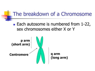 chromosomal-karyotypes.pptx