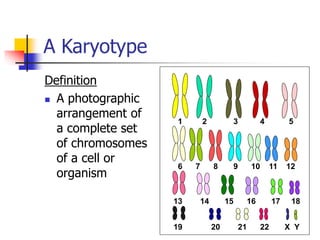 chromosomal-karyotypes.pptx